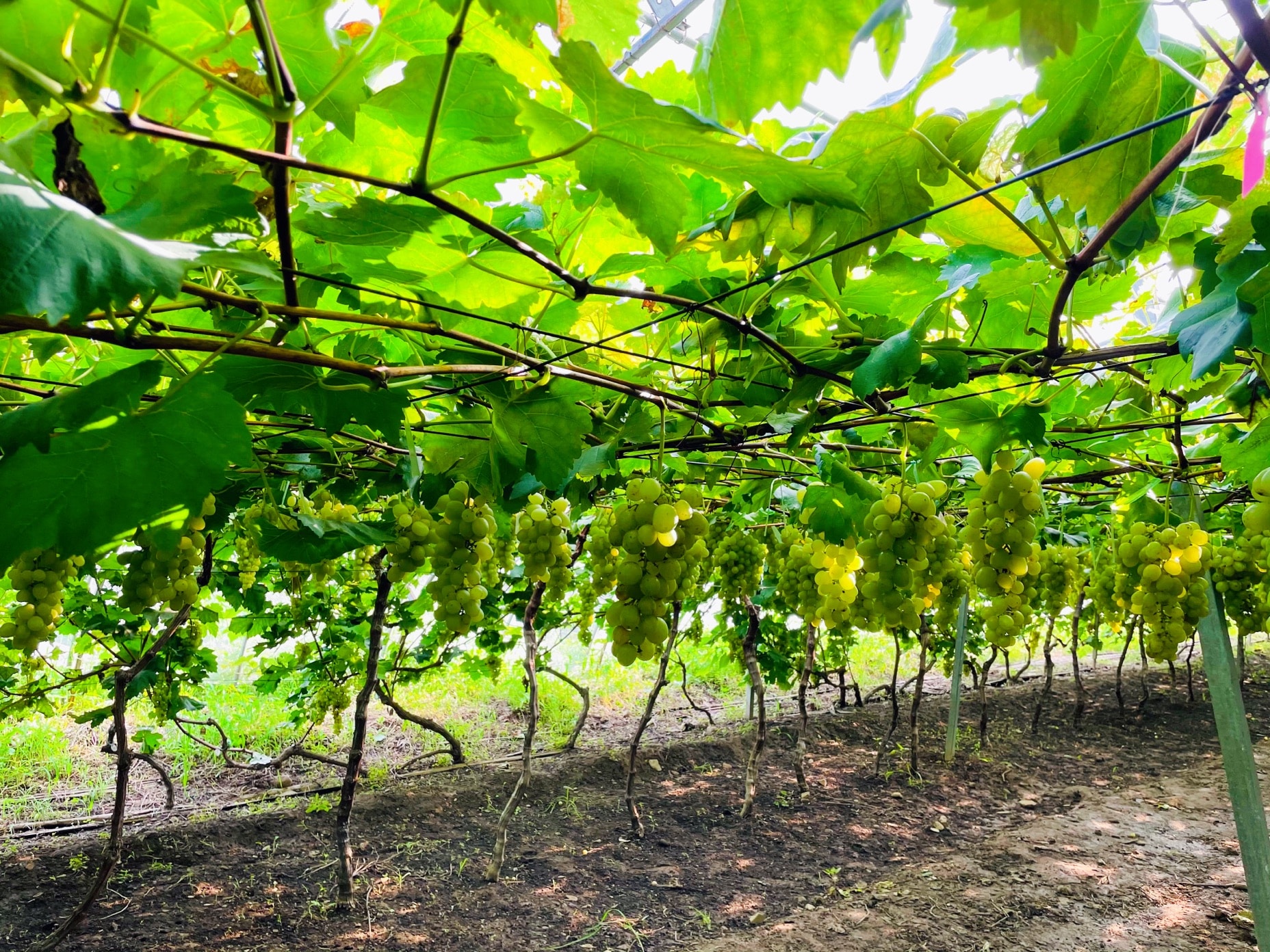 Genetic study reveals dual domestication of wine grapevine | Courthouse ...
